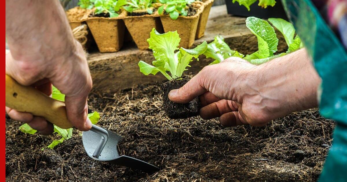 Какие овощи сеять в грунт в апреле: советы огородникам - Информационное ...