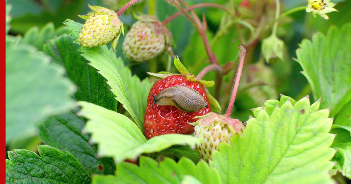 Садоводы рассказали, как бороться со слизнями на дачном участке ...