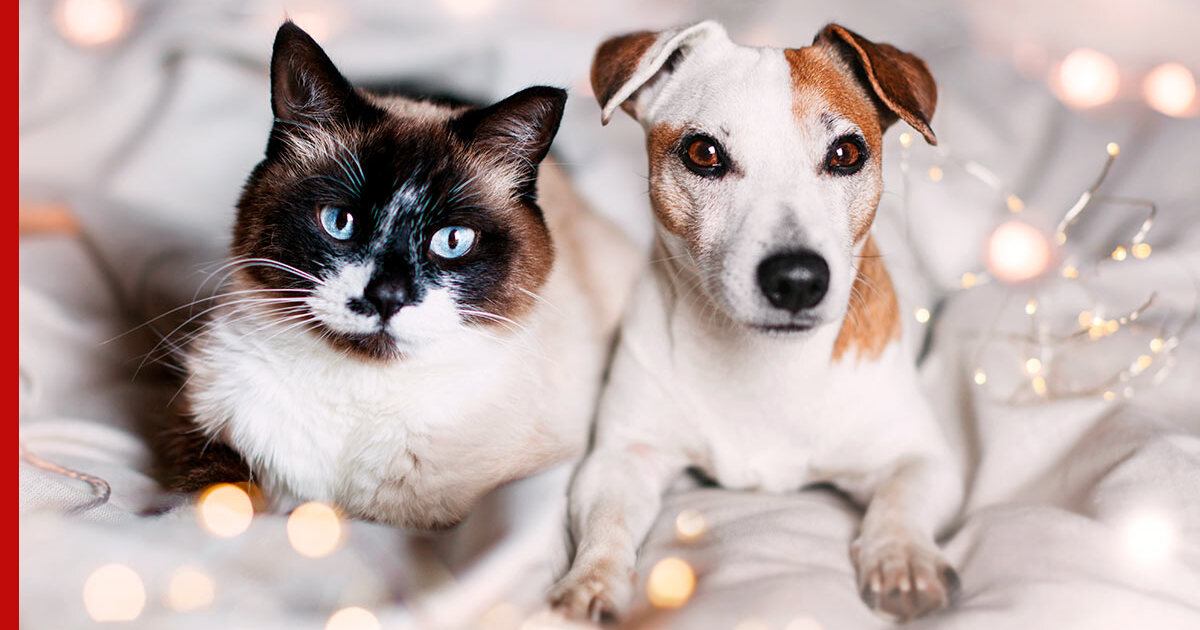 Какой сегодня праздник: 30 ноября – Всемирный день домашних животных ...