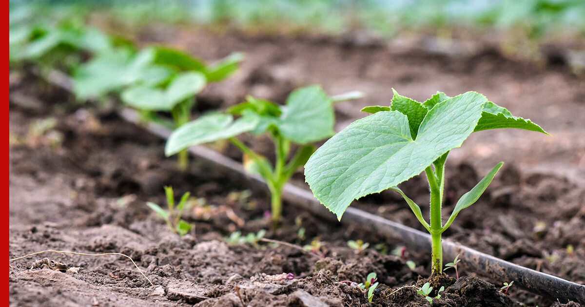 Когда начинать закалку рассады: совет для дачников
